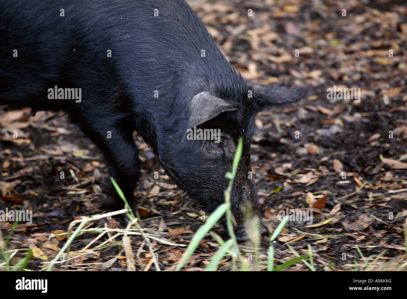 A wild hog feeding at Myaka State Park Stock Photo - Alamy