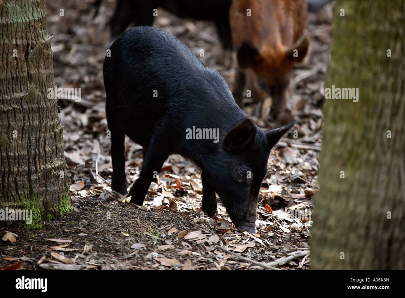 Wild hogs feeding at Myaka State Park Stock Photo - Alamy
