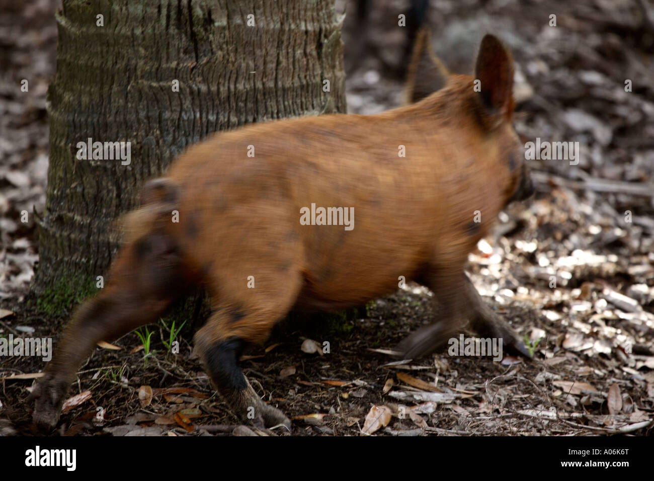 Florida wild pig hi-res stock photography and images - Alamy