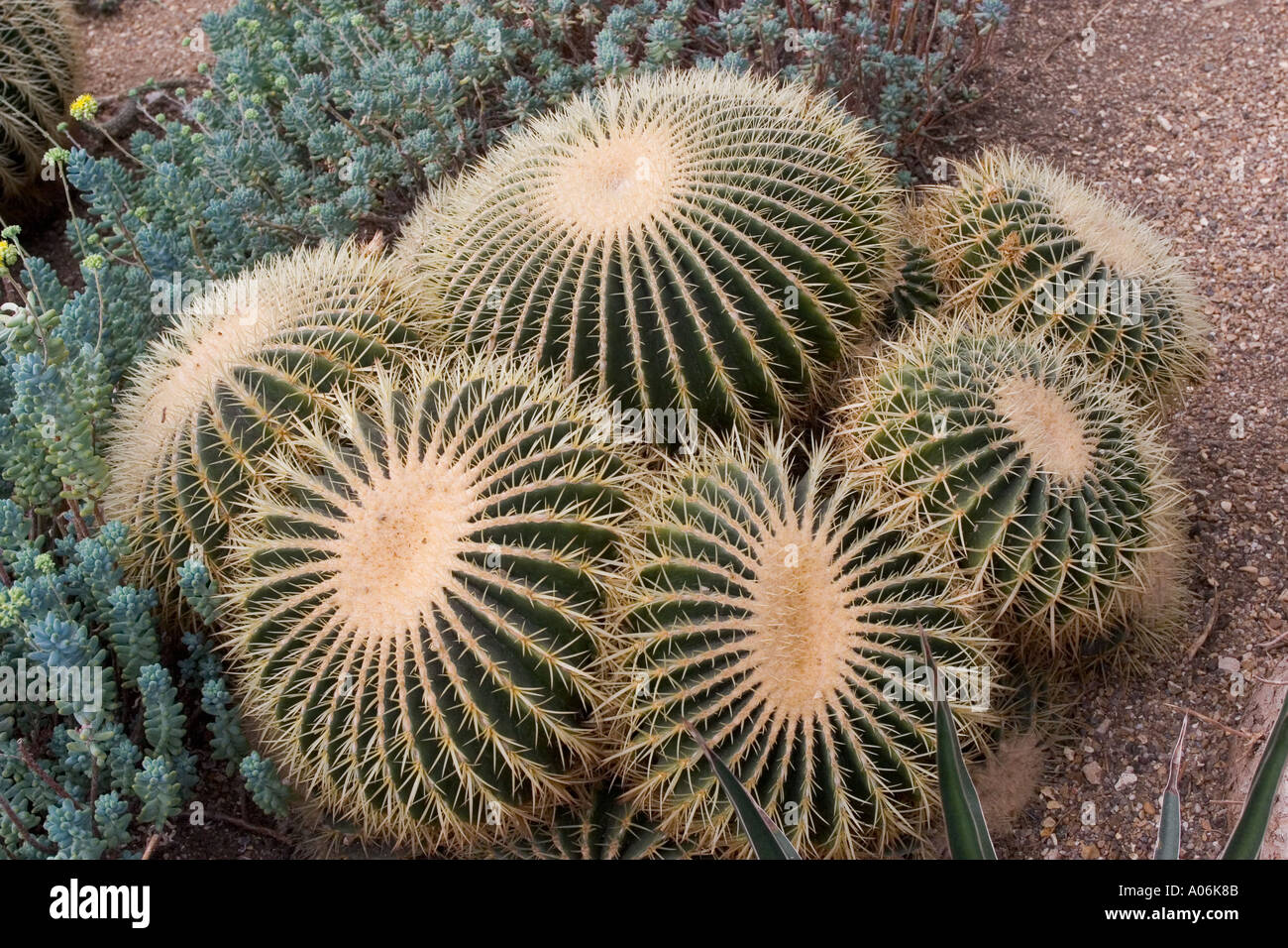 Cacti plants in desert style setting Stock Photo - Alamy