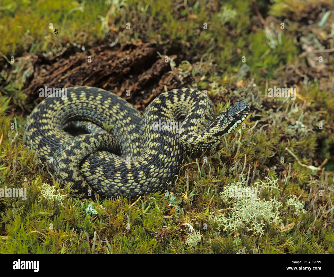 Adder Vipera berus basking on Heathland Stock Photo - Alamy