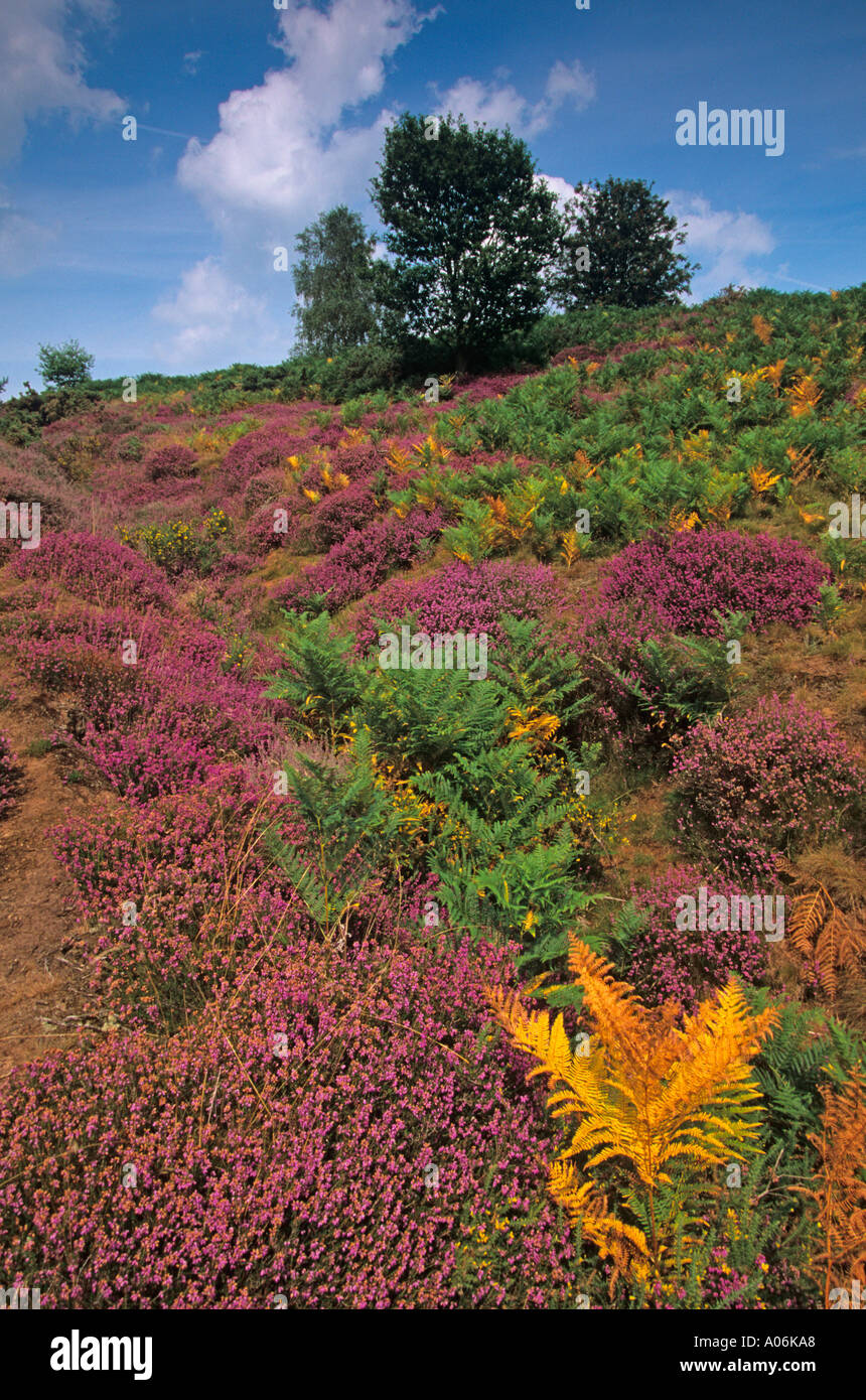Puttenham Common Surrey UK Autumn Stock Photo - Alamy