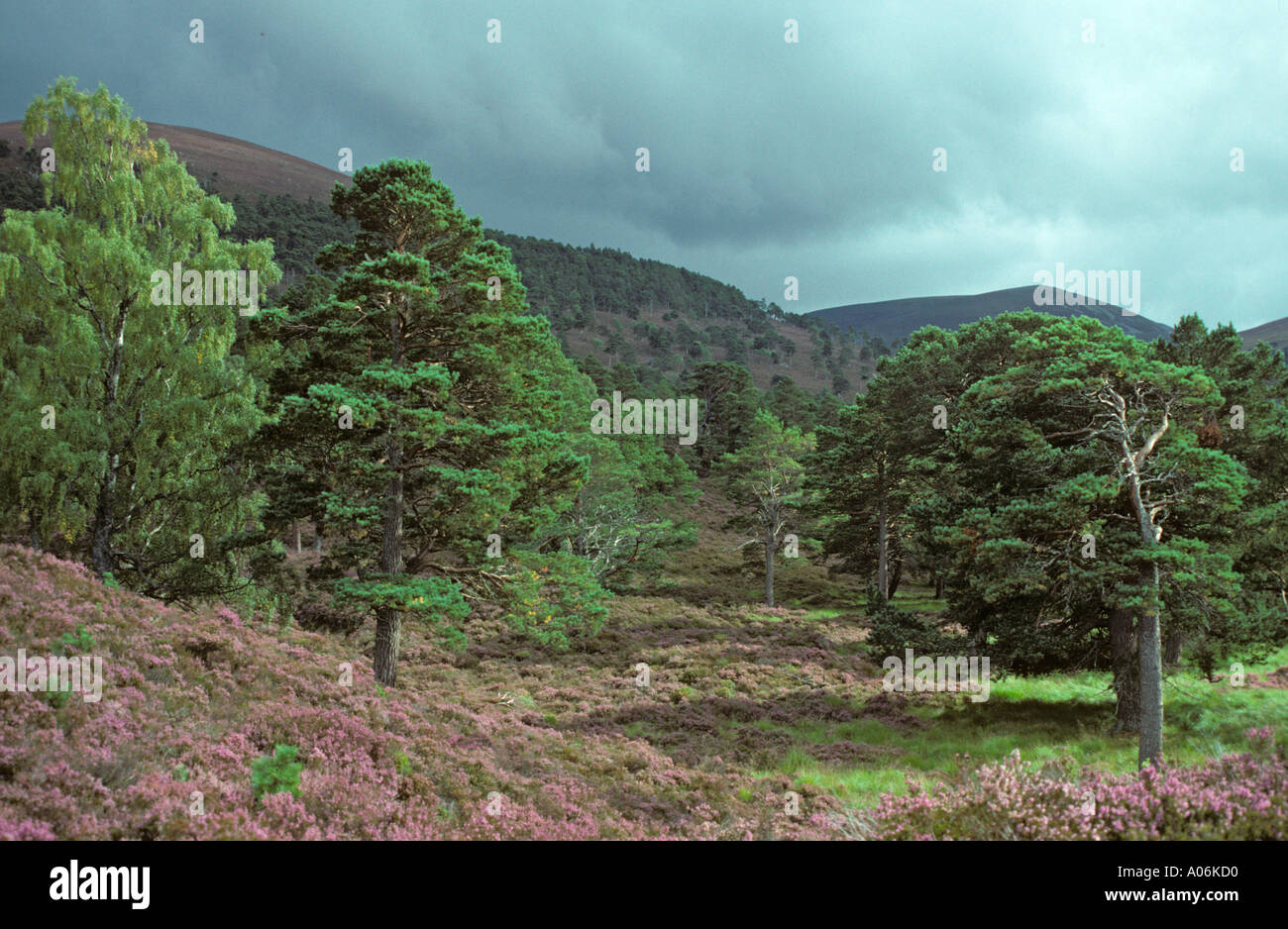 Caladonian Pine Forest Scottish Highlands UK Stock Photo - Alamy