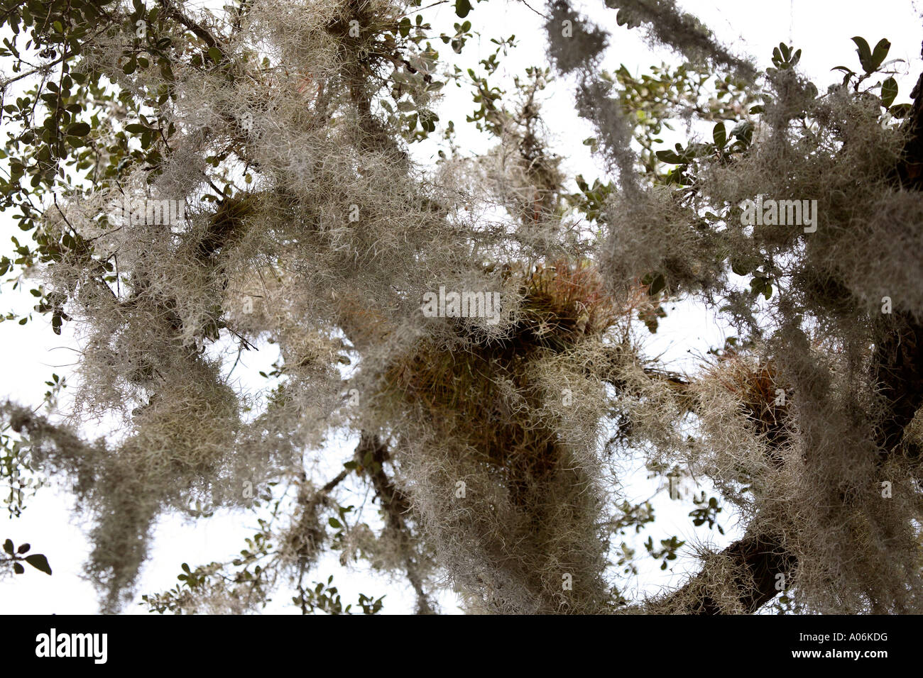 hanging leaves on tree in Myaka State Park Stock Photo - Alamy