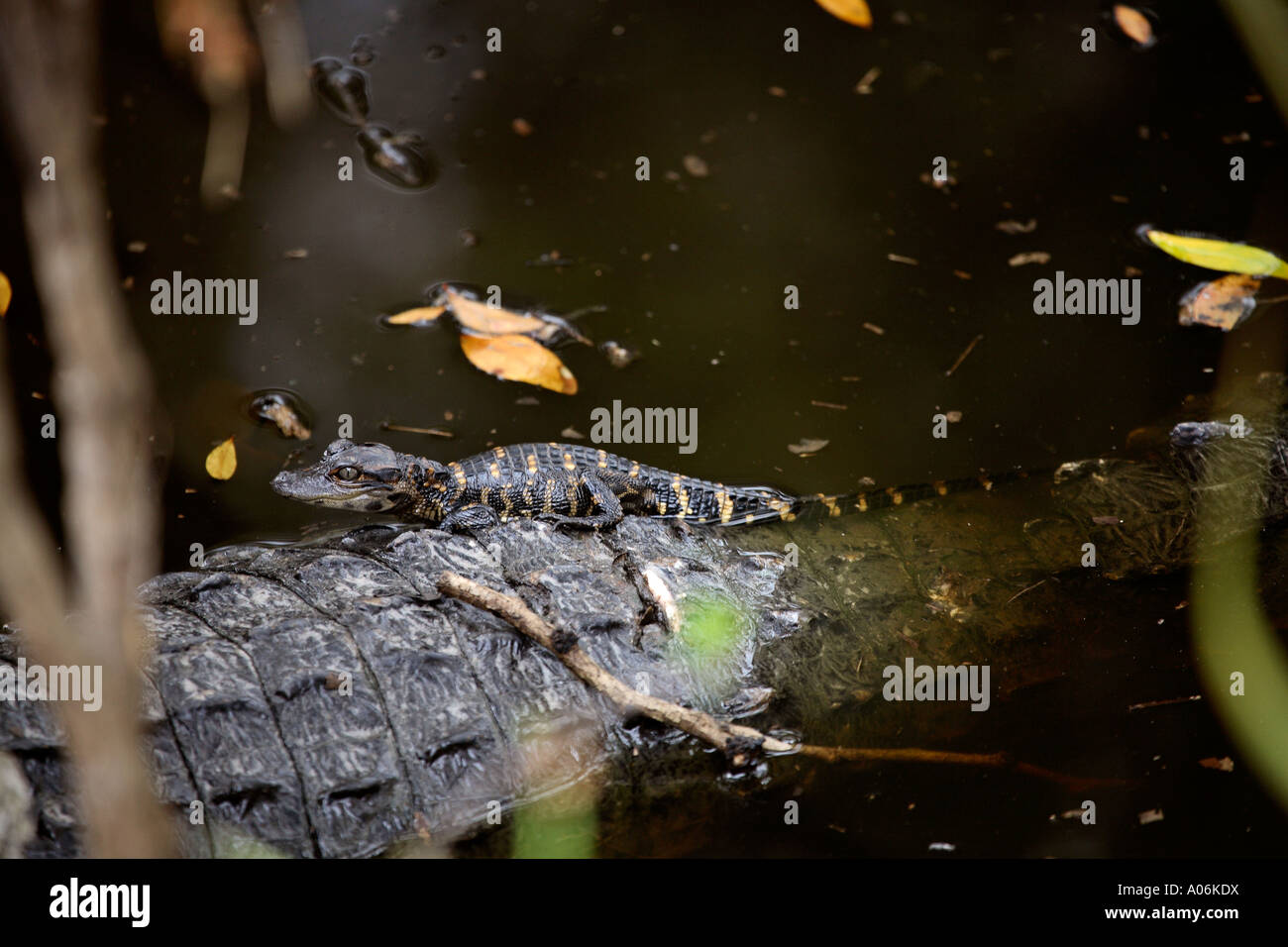 American alligator mother hi-res stock photography and images - Alamy