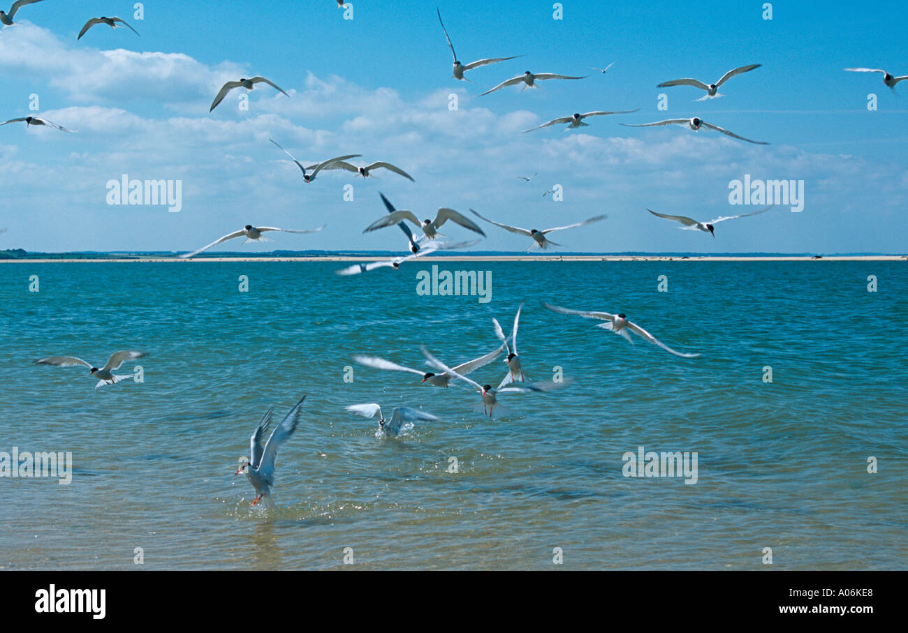 Common Terns Sterna hirondo diving for small fish near their breeding ...