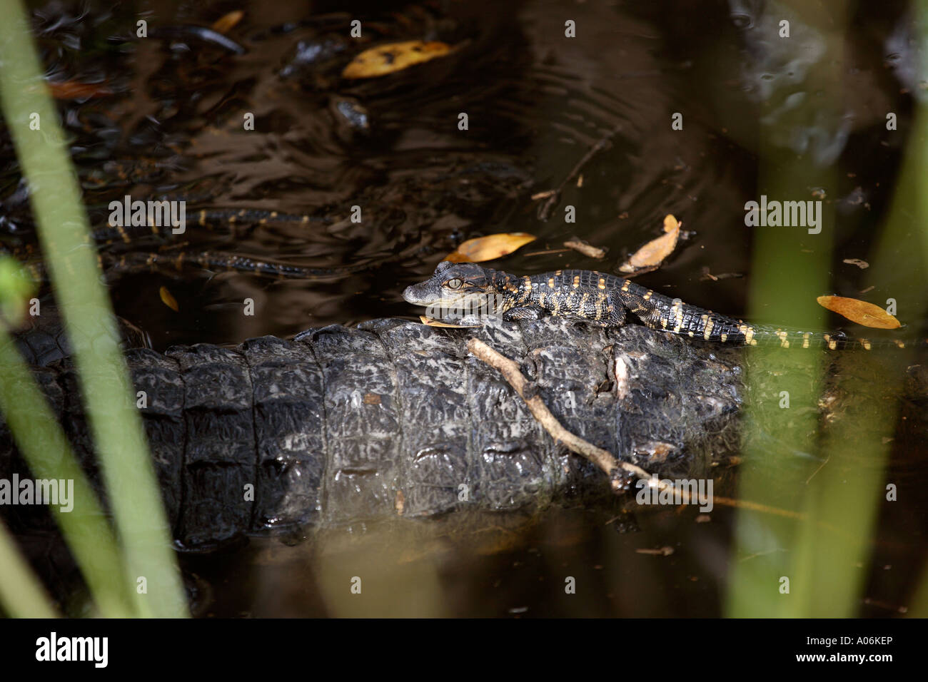 Baby alligator on its mothers back Stock Photo - Alamy