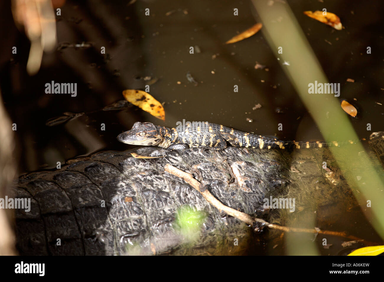American alligator babies hi-res stock photography and images - Alamy