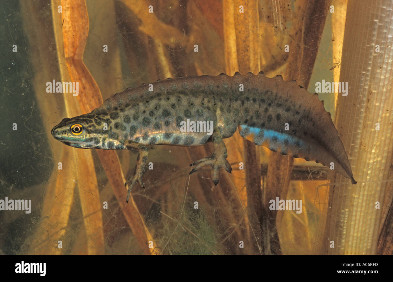 Crested Newt Triturus cristatus Stock Photo - Alamy