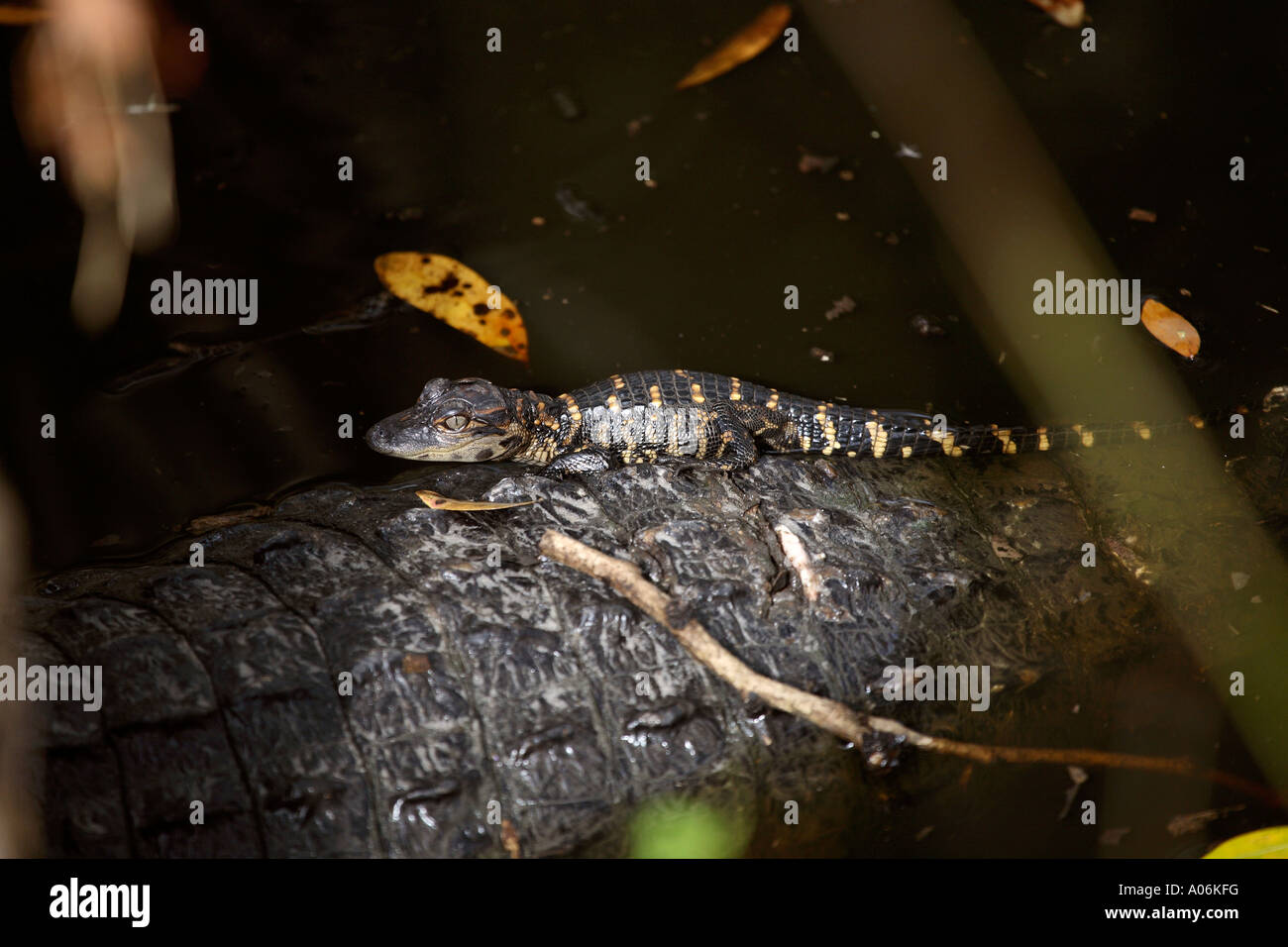 Alligator with young on back hi-res stock photography and images - Alamy