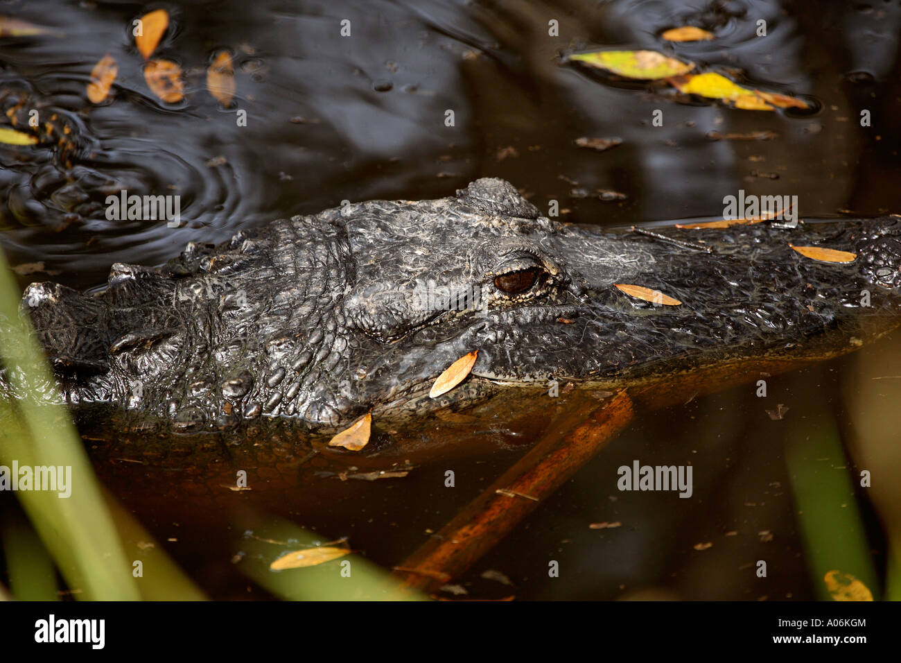 An alligator in a pond Stock Photo - Alamy