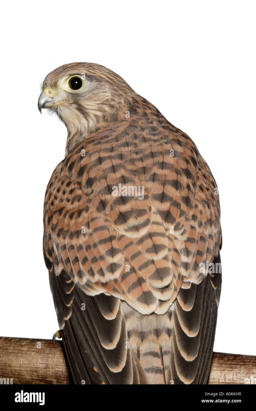 Quarry cut out hi-res stock photography and images - Alamy