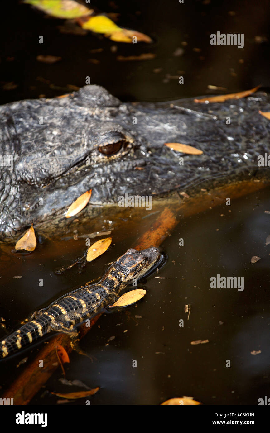 Baby alligator beside its mothers Stock Photo - Alamy