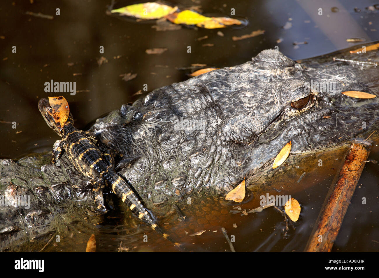 Alligator with young on back hi-res stock photography and images - Alamy
