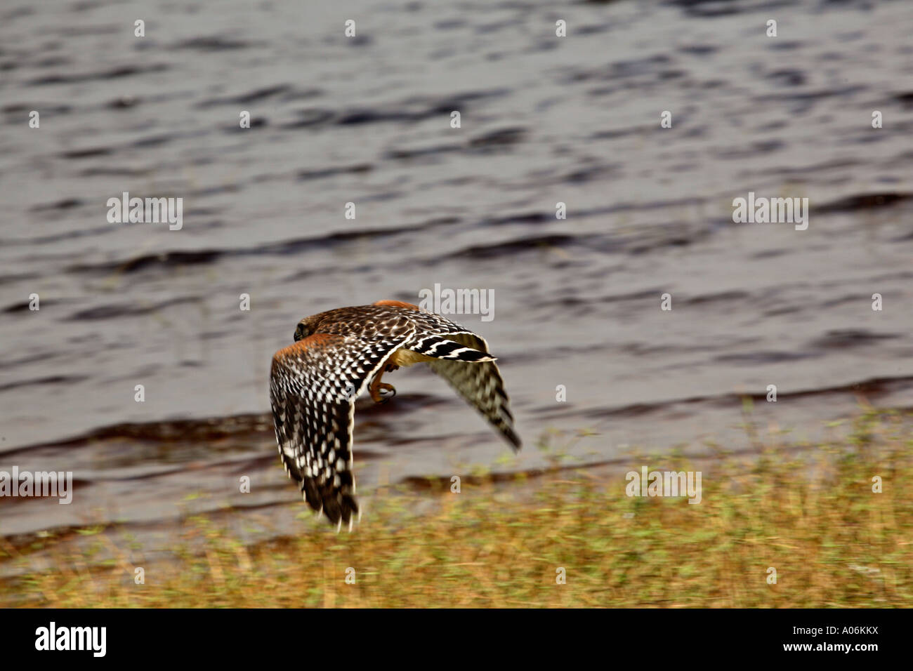 Red-shouldered Hawk in flight Stock Photo - Alamy