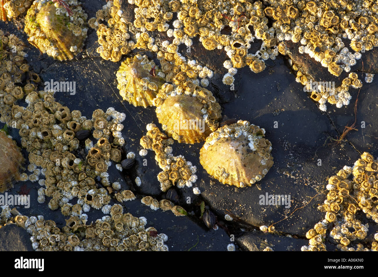 limpets barnacles and seaweed on a rock on the beach Bamburgh ...