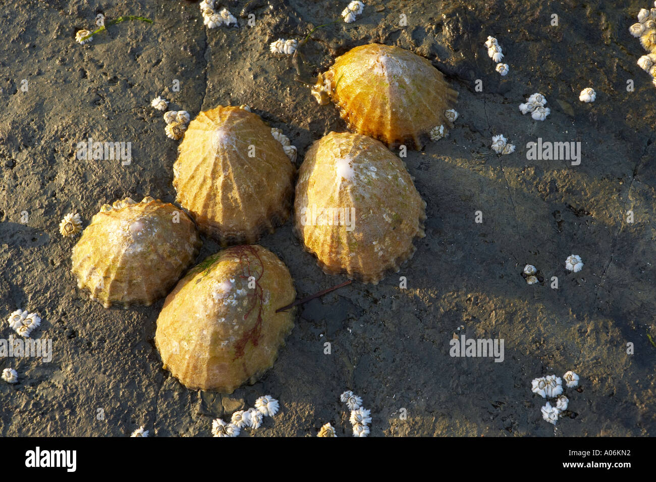 Lichen On Barnacles High Resolution Stock Photography and Images - Alamy