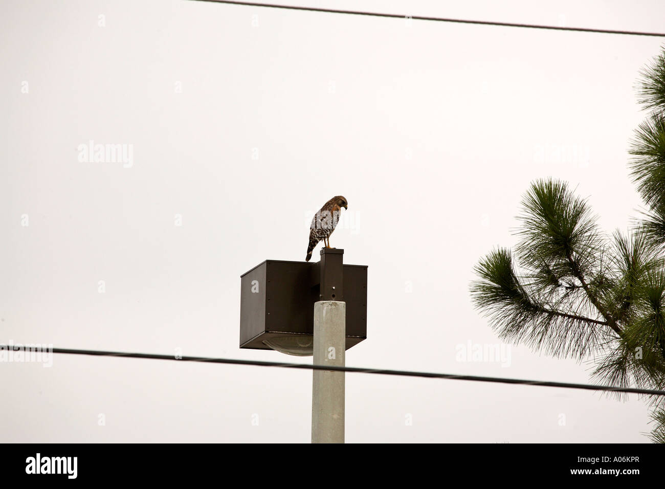Flying roadside hawk hi-res stock photography and images - Alamy