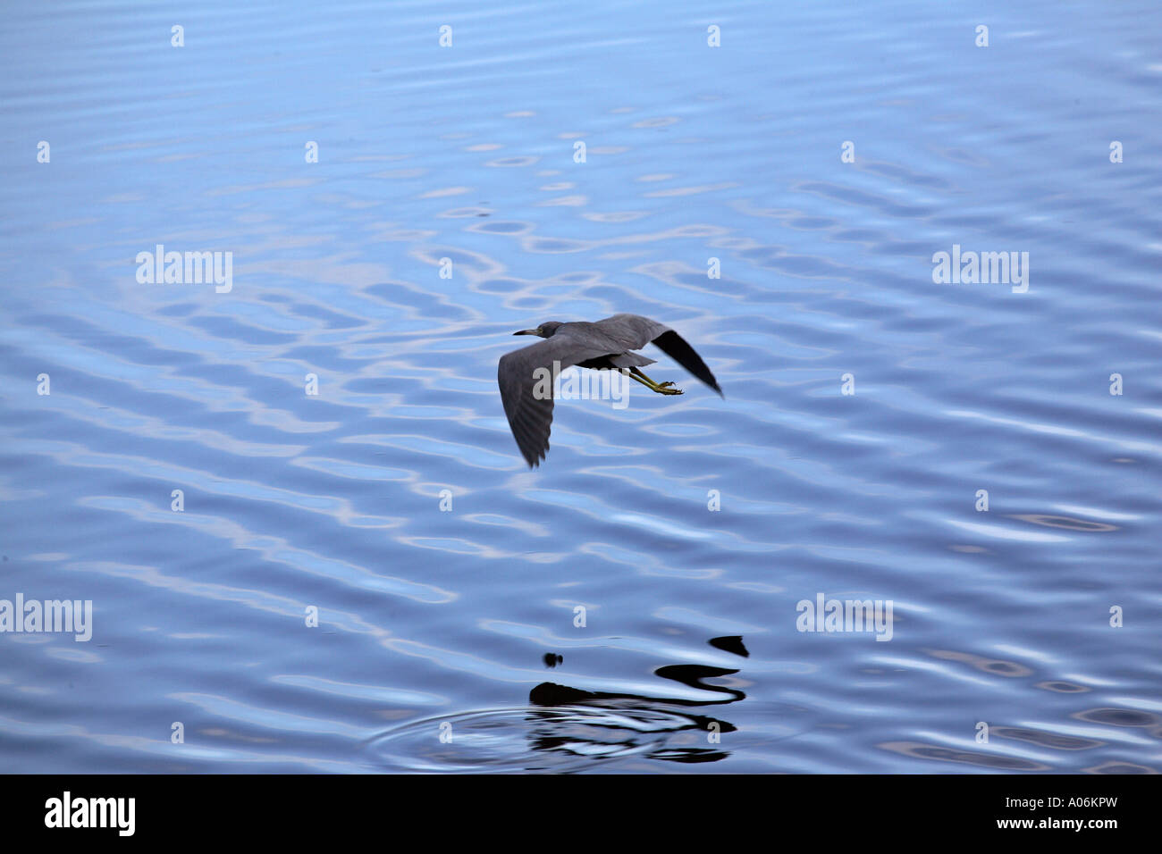 Little Blue Heron in flight Stock Photo - Alamy