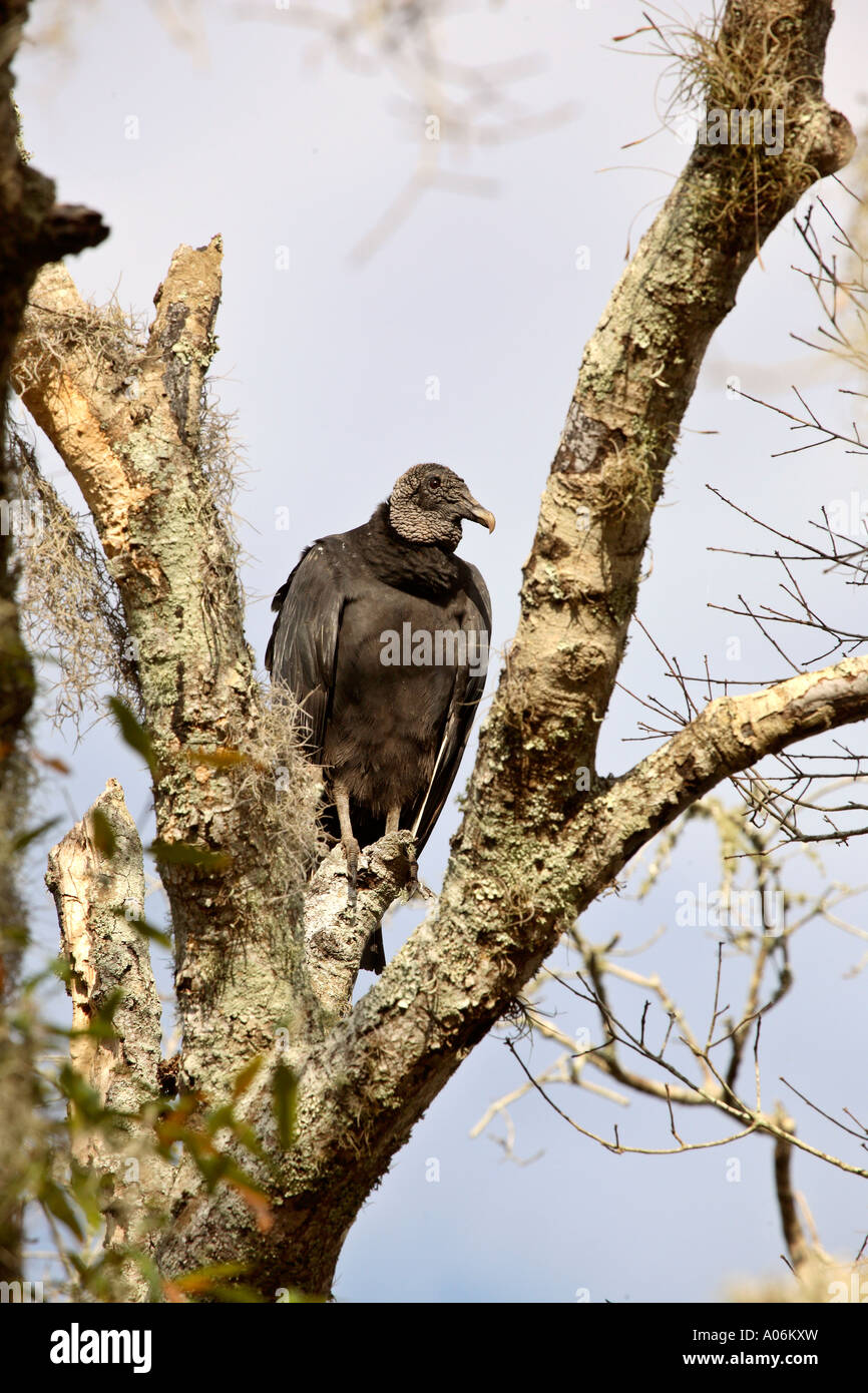 Black Vulture perched in a tree Stock Photo - Alamy
