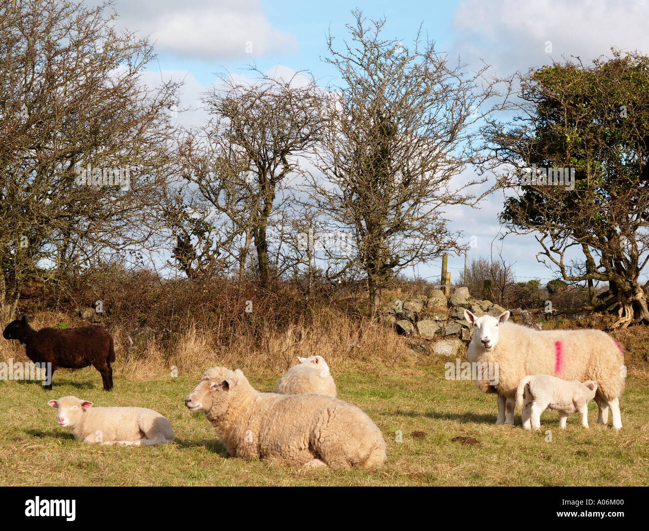 FEMALE SHEEP with LAMBS "Dorset Horn" and Texel breeds in a field ...