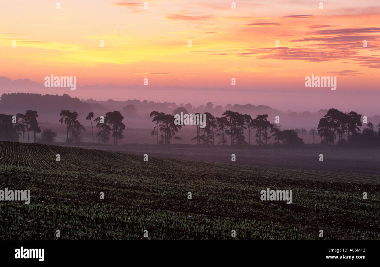 Dawn in breckland west norfolk hi-res stock photography and images - Alamy