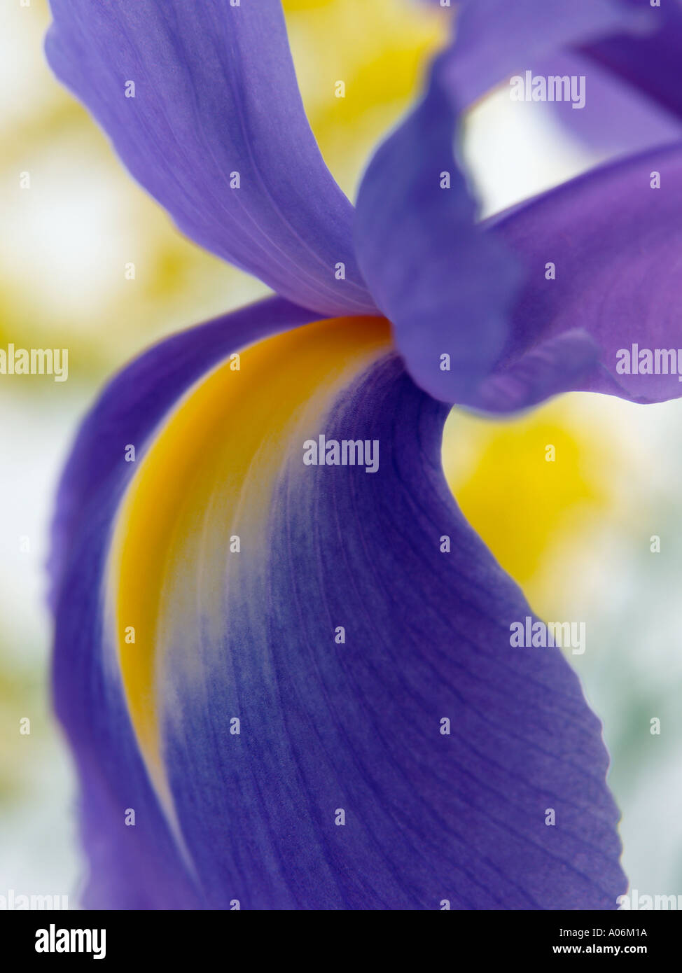 Blue magic iris hi-res stock photography and images - Alamy