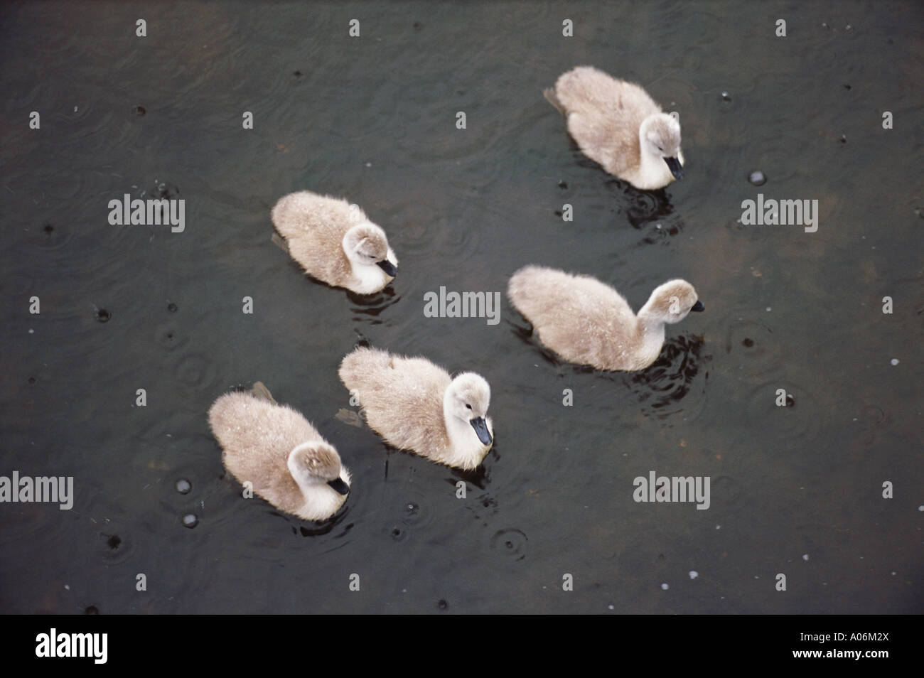 Cygnets swim in winter lake Richmond Park London Stock Photo - Alamy