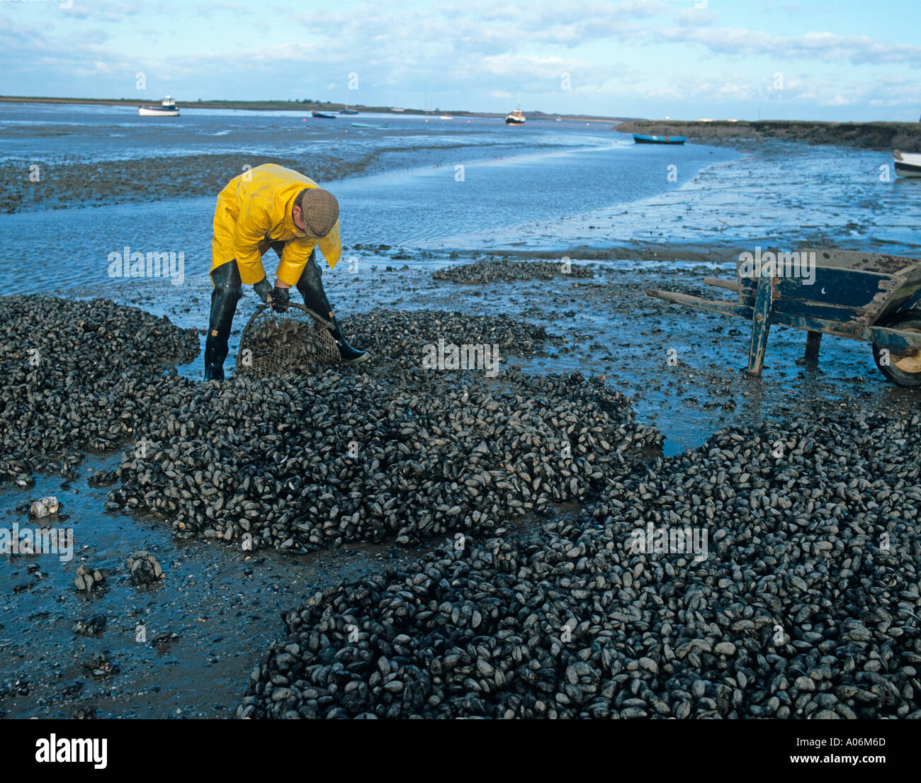 Molluscs fishing hi-res stock photography and images - Alamy