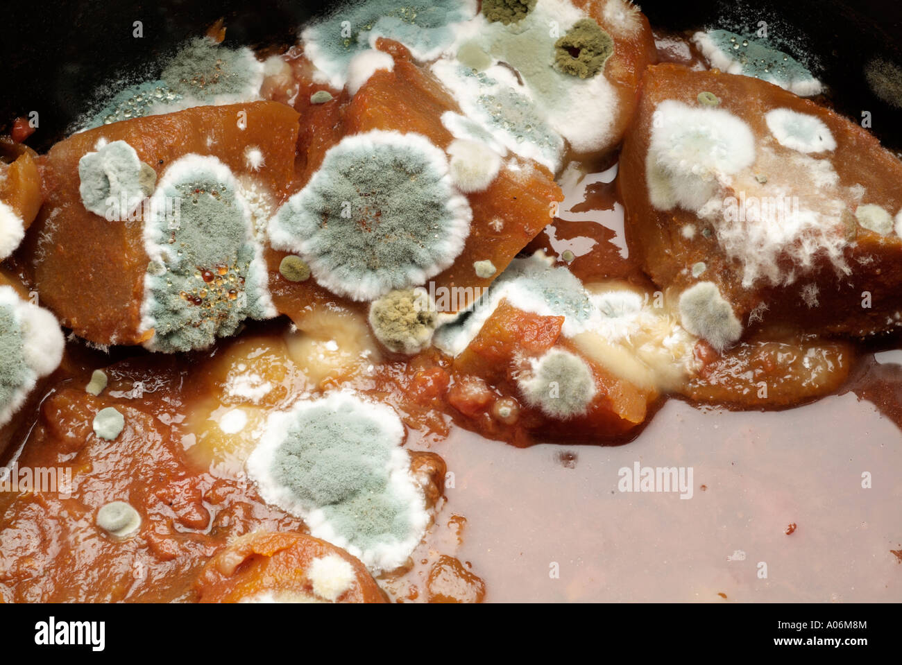 Close up of green mould on decaying vegetable matter food spore ...