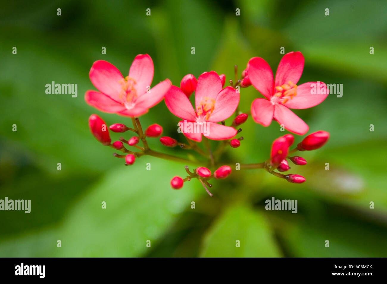 Tropical flowers, Ko Samui, Thailand Stock Photo - Alamy