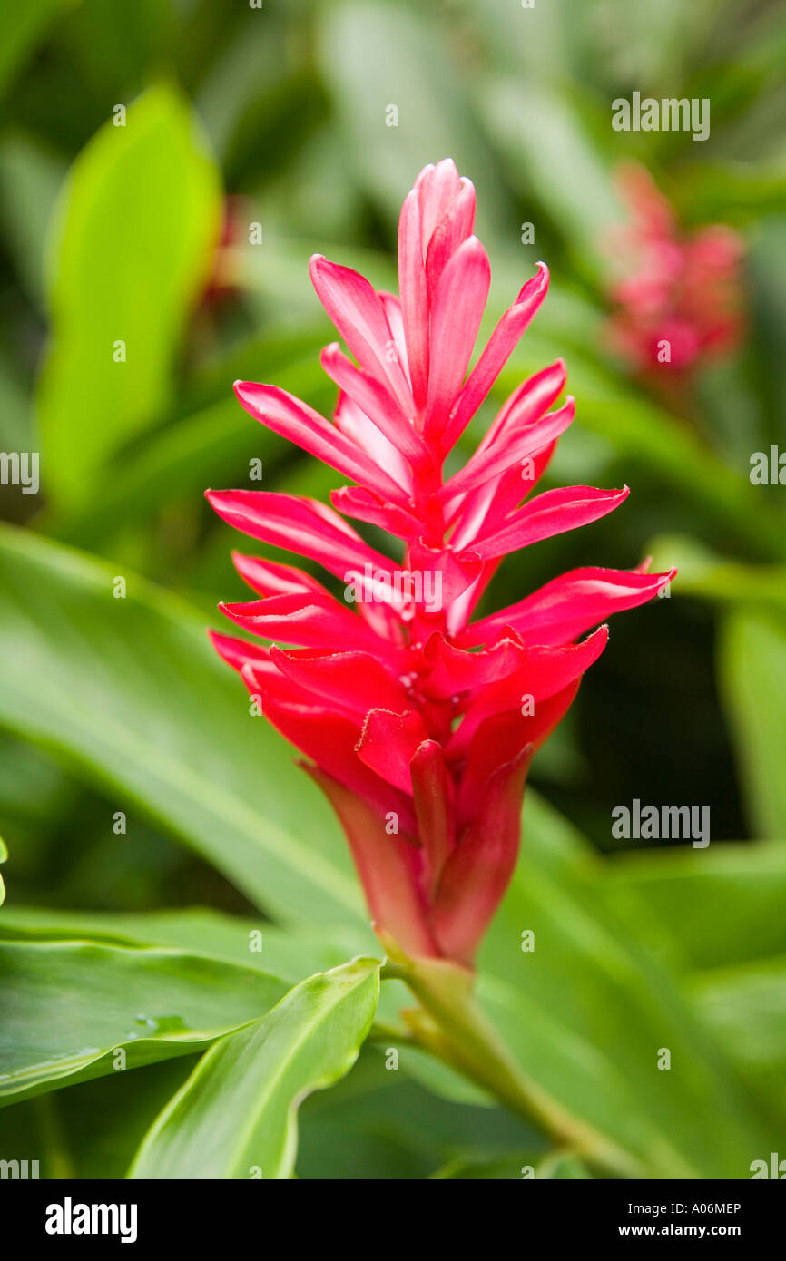 Tropical flowers, Ko Samui, Thailand Stock Photo - Alamy