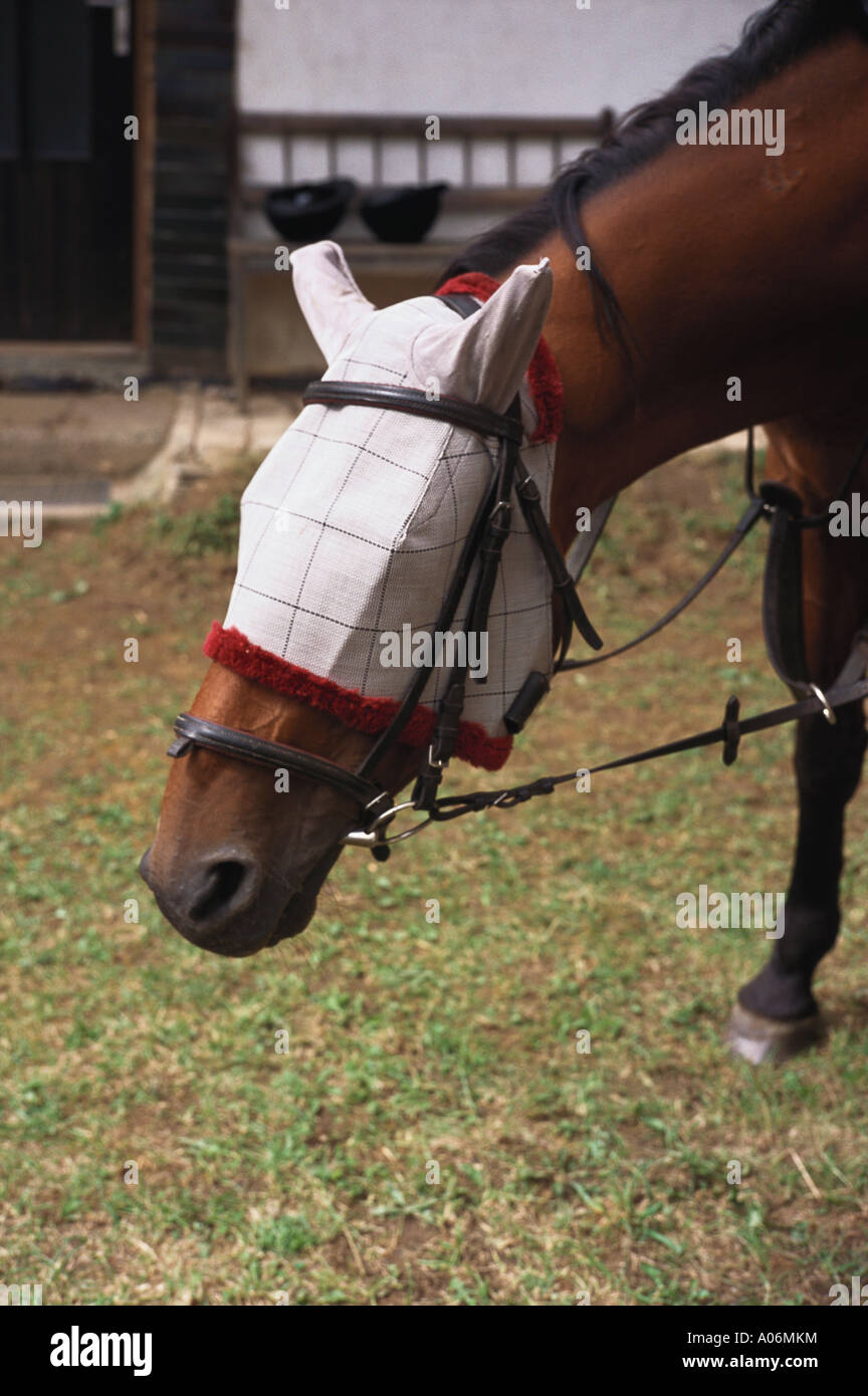 Blinkered horse at stables Czech Republic Stock Photo - Alamy