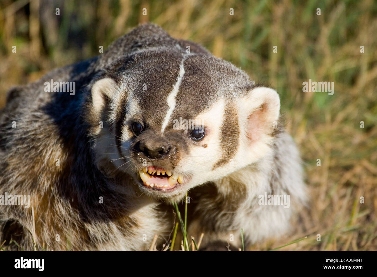 Viscous teeth hi-res stock photography and images - Alamy