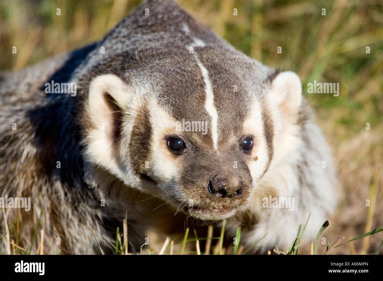 A badger in the grass Stock Photo - Alamy