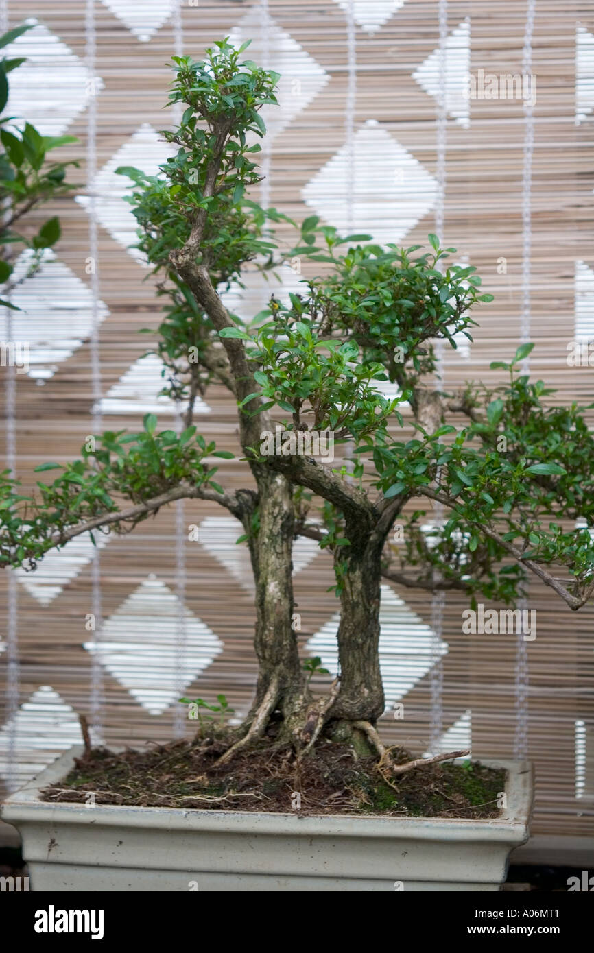 Japan bonsai trees hi-res stock photography and images - Alamy