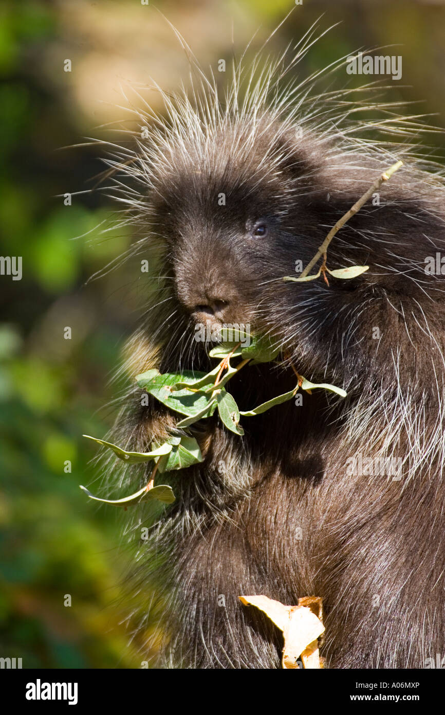Porcupine tree hi-res stock photography and images - Alamy