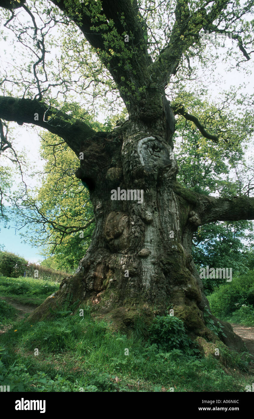 ANCIENT BIRNAM OAK Quercus robur Birnam Perthshire Scotland As featured in Macbeth by William ...