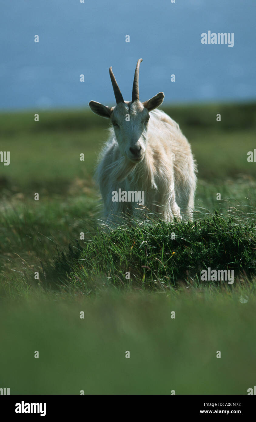 Feral goat hi-res stock photography and images - Alamy