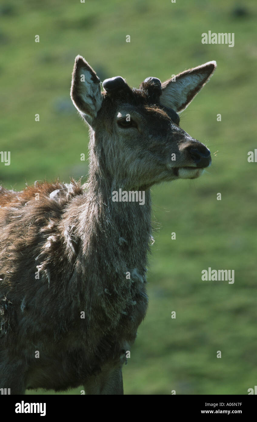 Coat changing to summer coat hi-res stock photography and images - Alamy
