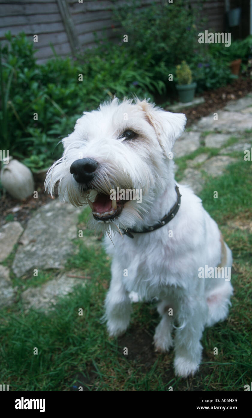 MONGREL DOG portrait Stock Photo - Alamy