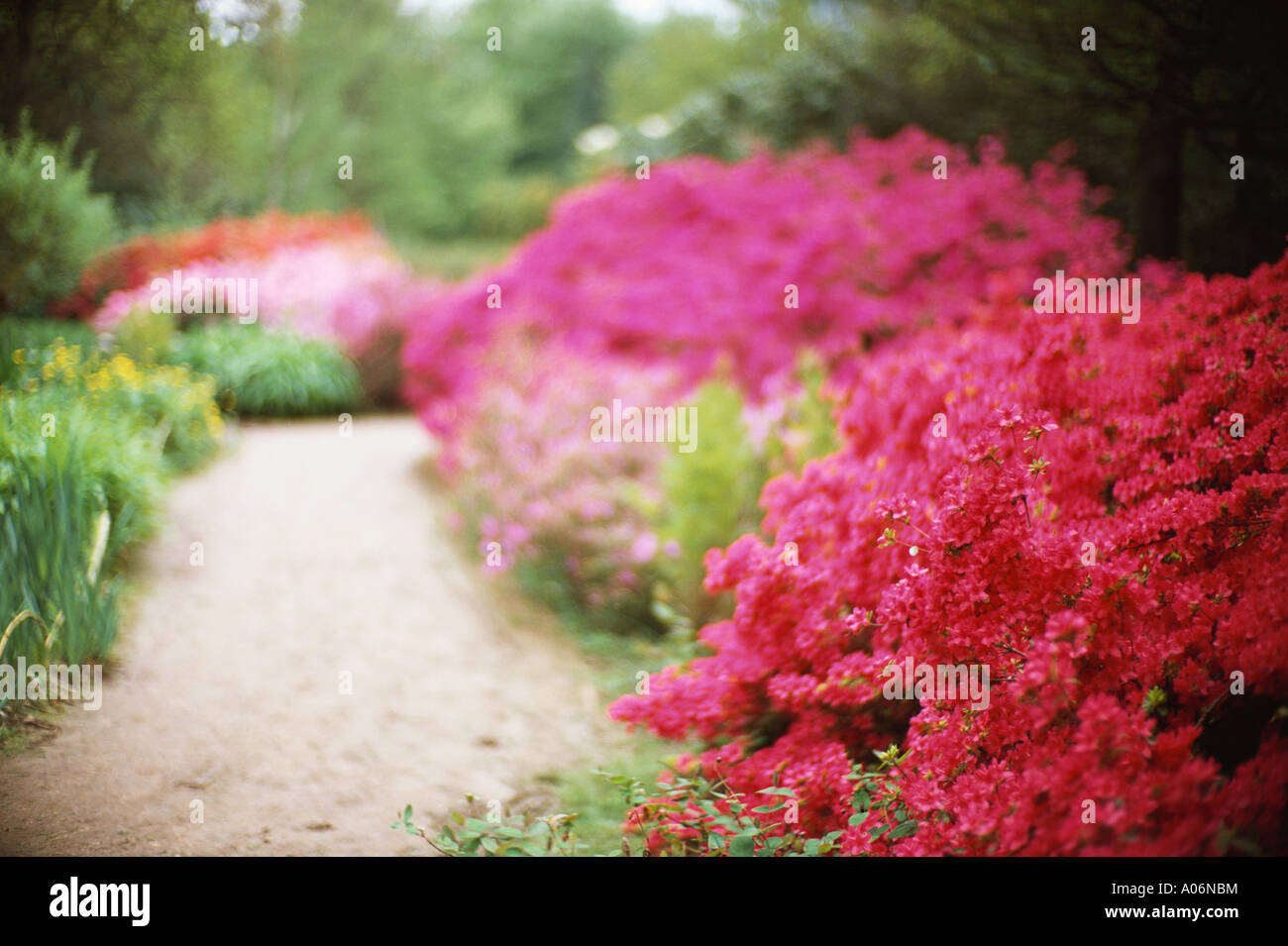 Azaleas next to path in Isabella Plantation Richmond Park London Stock ...