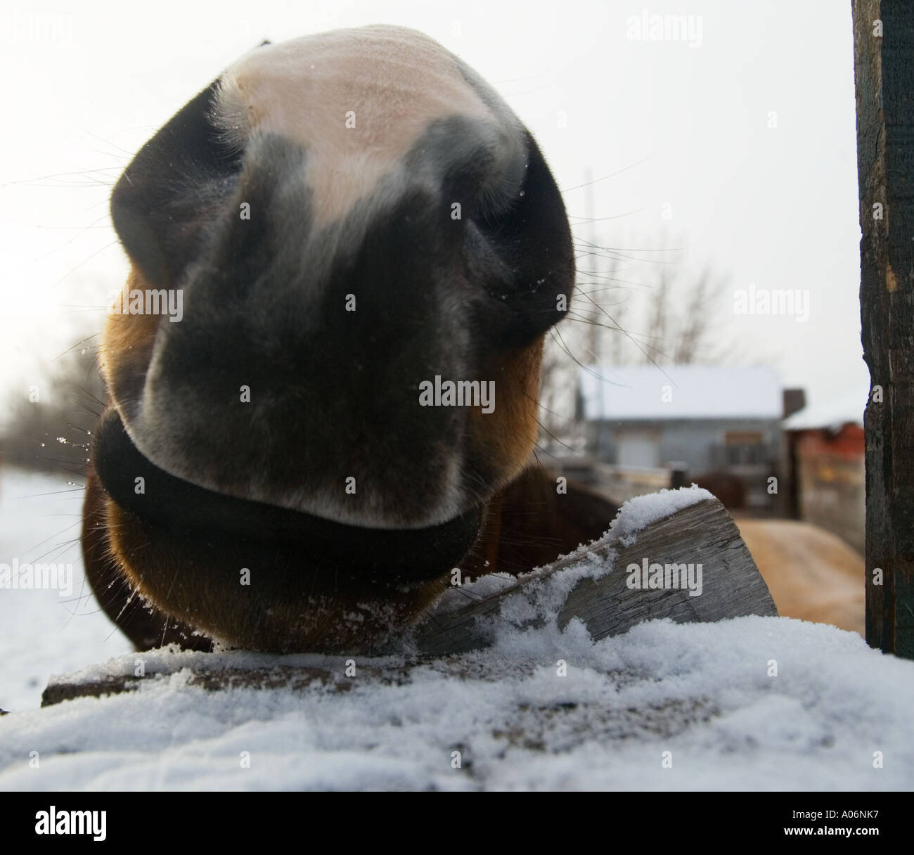 Horse head wide angle hi-res stock photography and images - Alamy