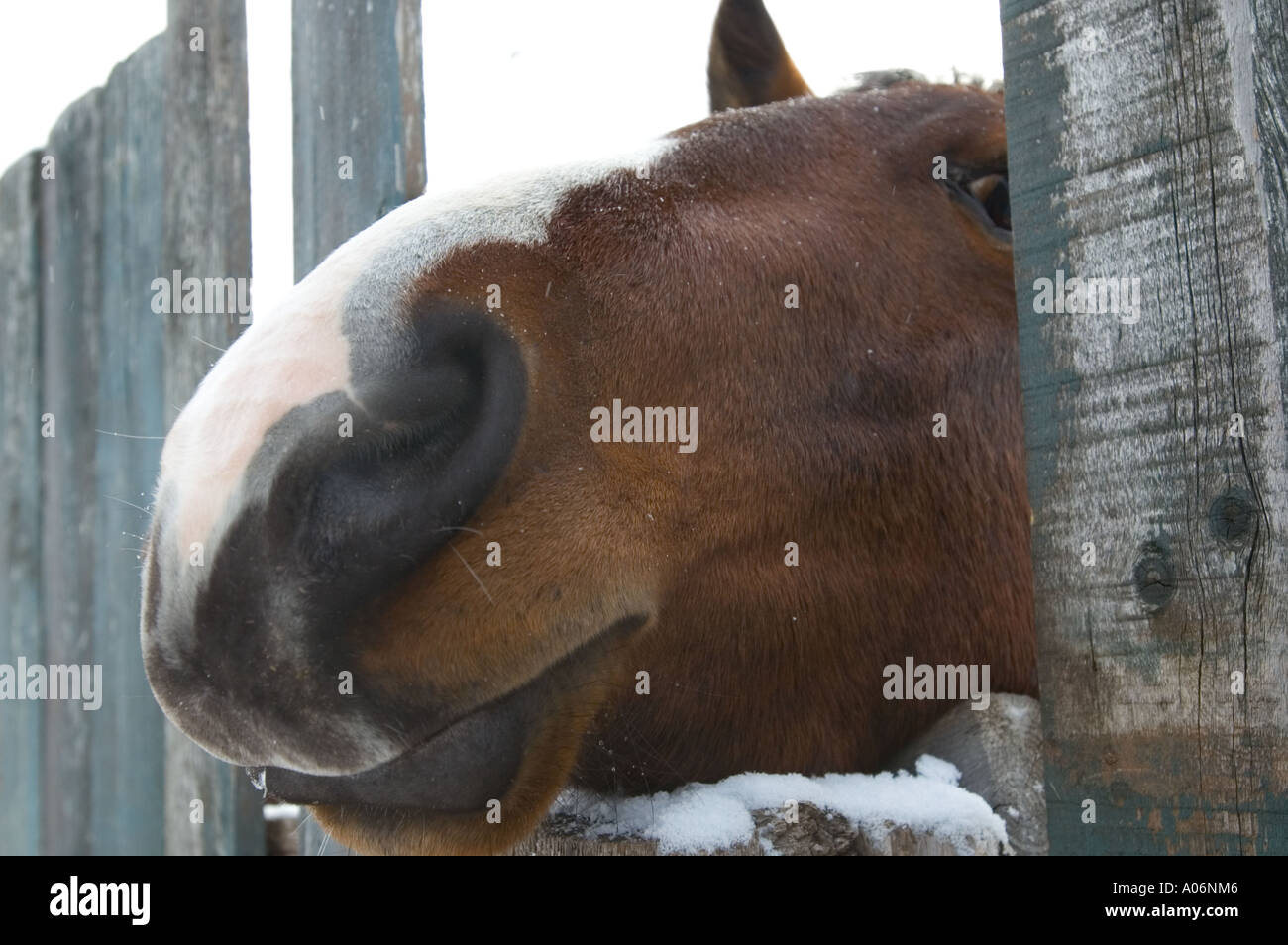horse snout close up Stock Photo - Alamy