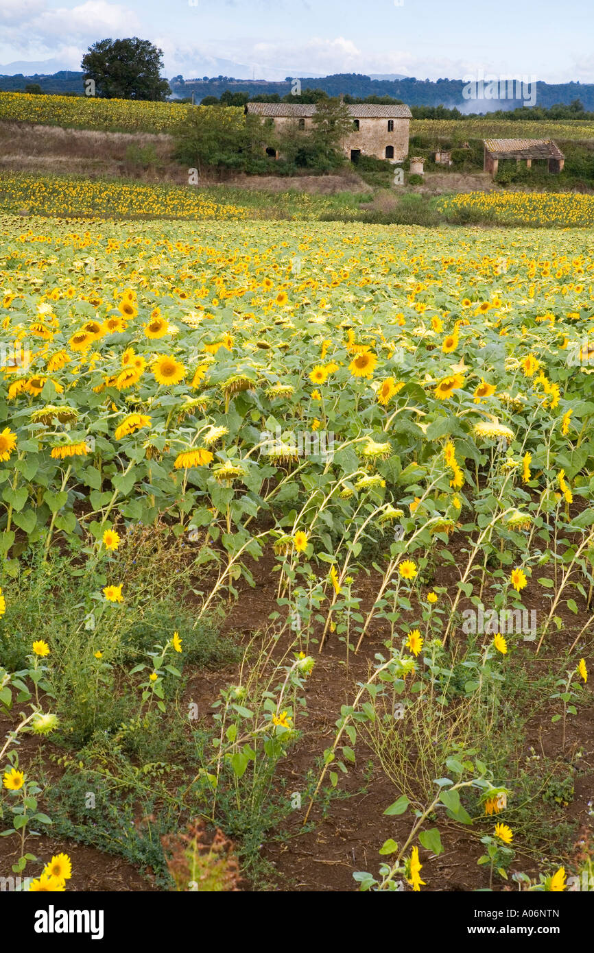 Tuscan sunflower farm hi-res stock photography and images - Alamy