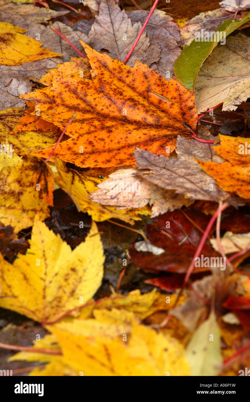 Autumn leaves on ground Stock Photo - Alamy