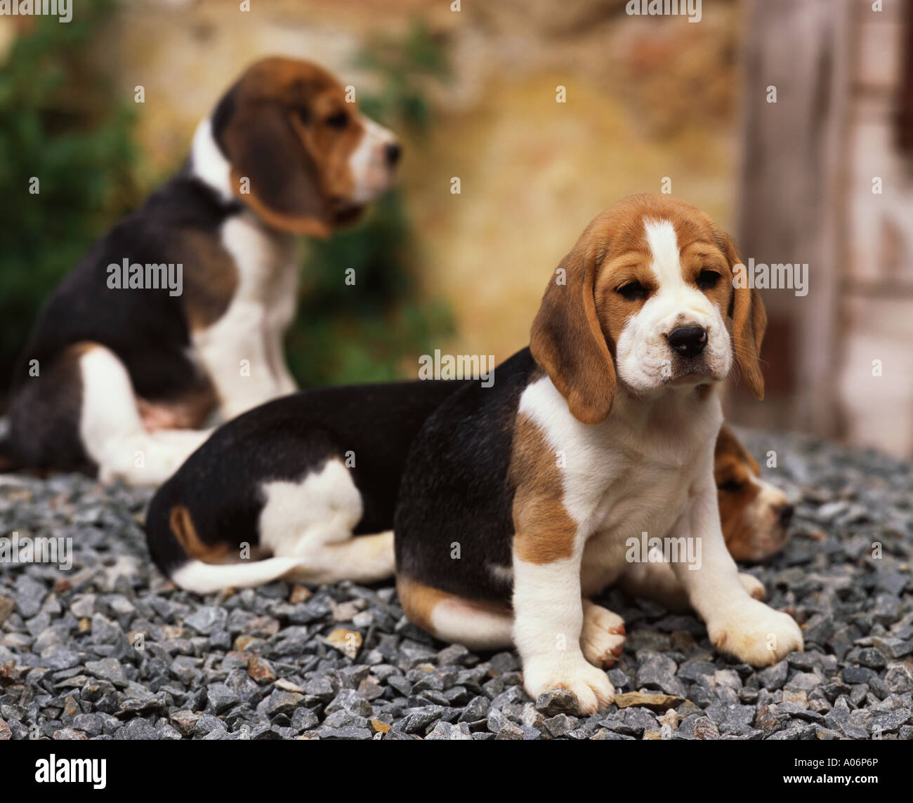 Three beagle puppies resting together Stock Photo - Alamy