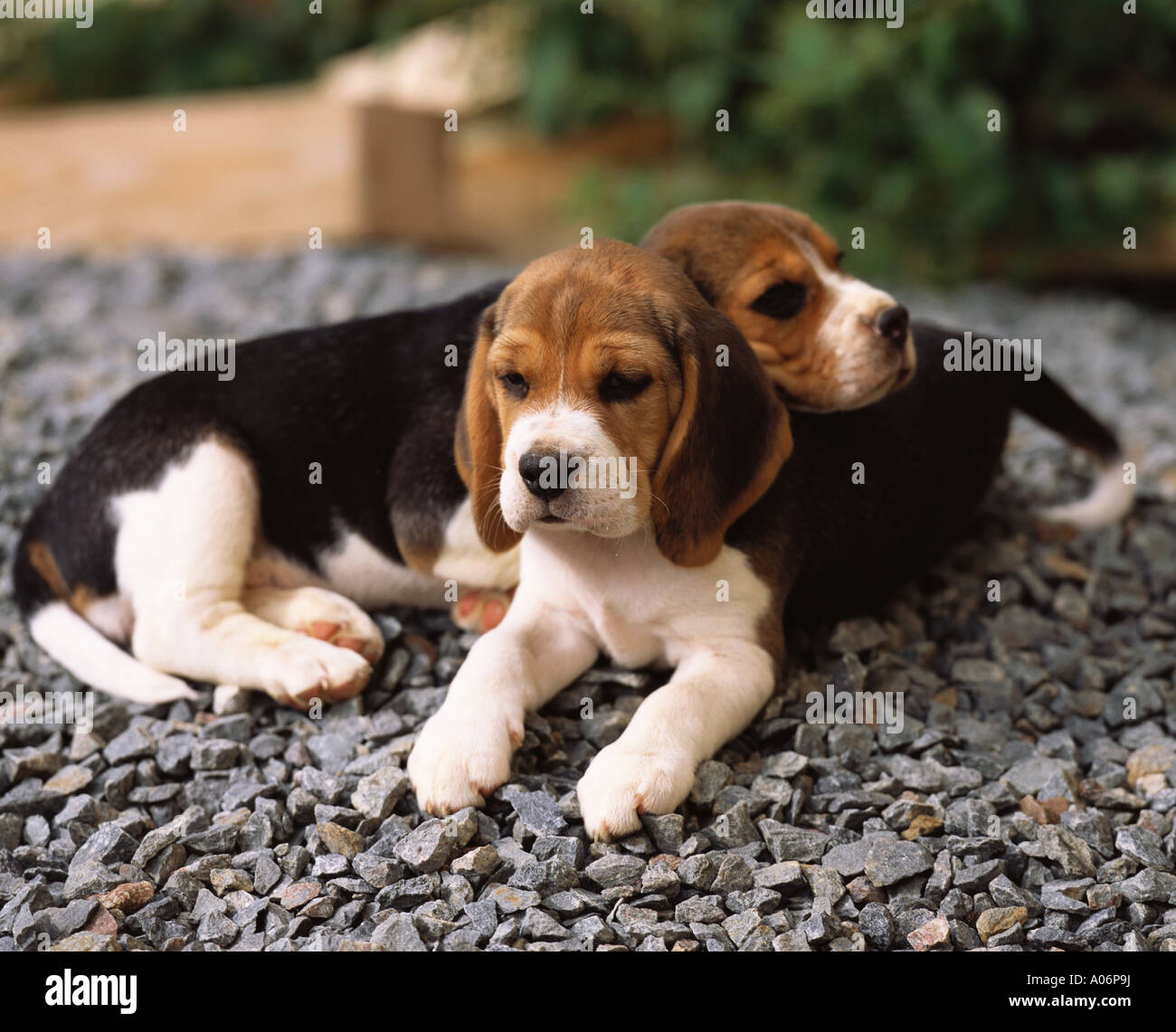 Pair of beagle puppies resting together Stock Photo - Alamy