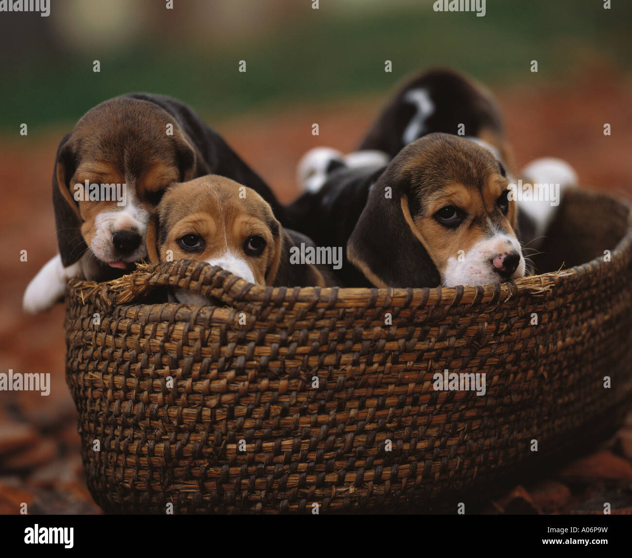 Litter five beagle puppies play hi-res stock photography and images - Alamy