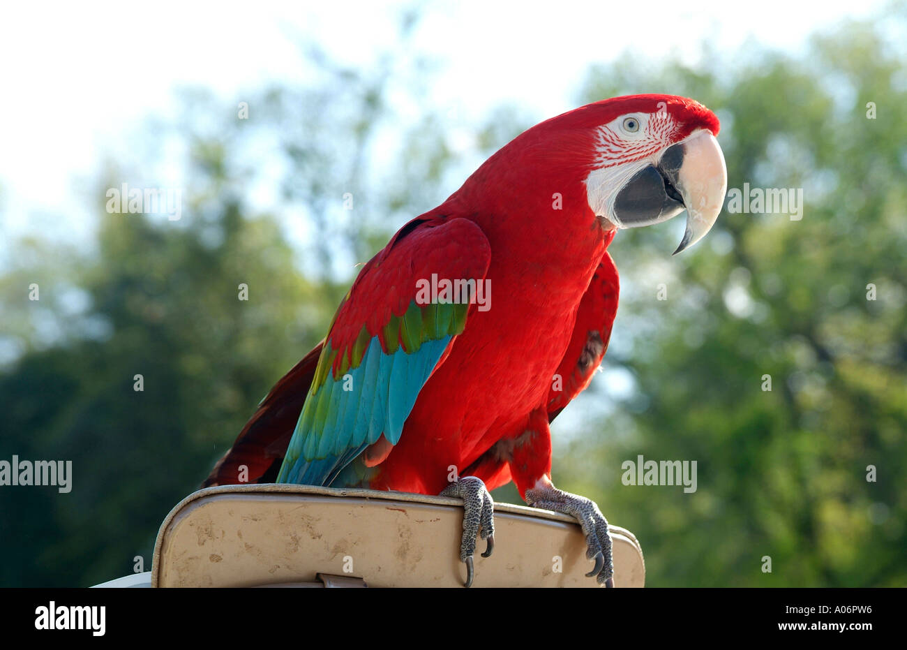 Parrott bird hi-res stock photography and images - Alamy